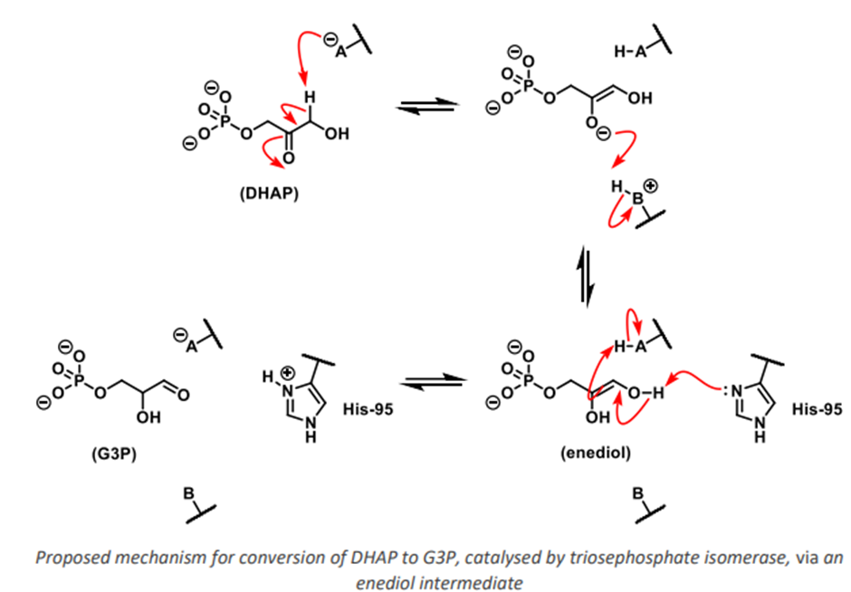 Solved Is Glu-97 directly involved in reaction with the | Chegg.com