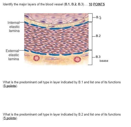 Solved Identify the major layers of the blood vessel (B.1, | Chegg.com