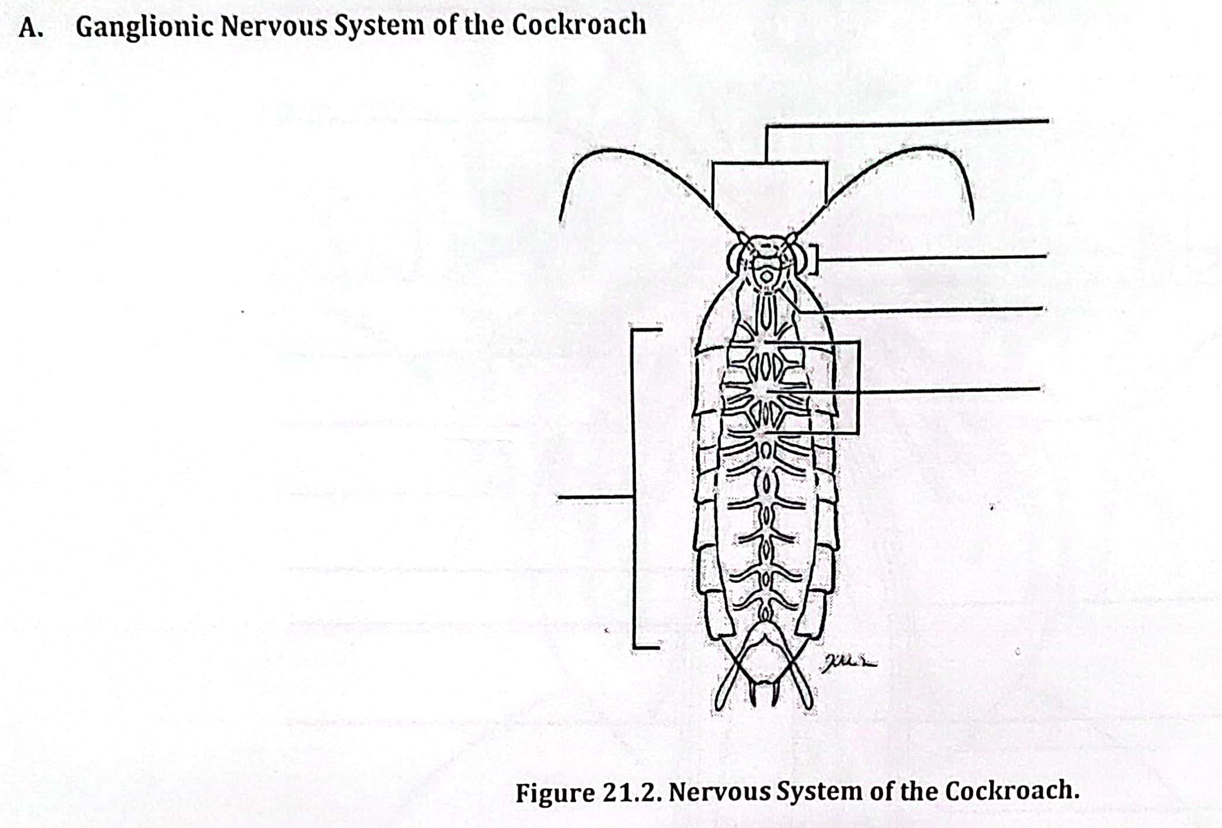 Solved Label the parts of the ganglionic nervous system of | Chegg.com