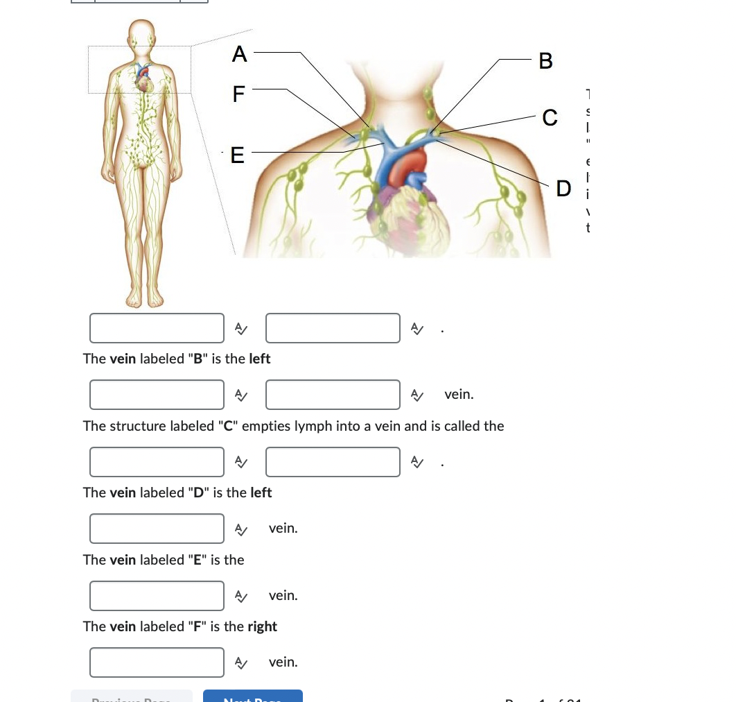 Solved A A The vein labeled "B" is the left A A vein. The | Chegg.com