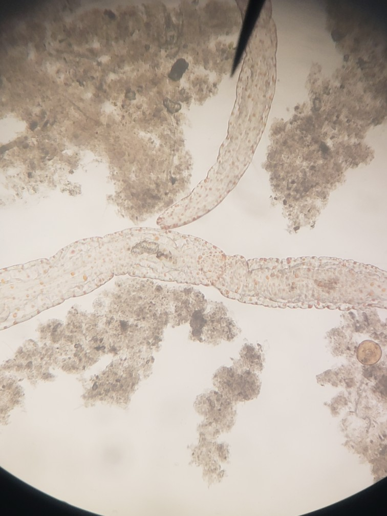 Solved CAT, 1580 CAT, 1580 | Chegg.com