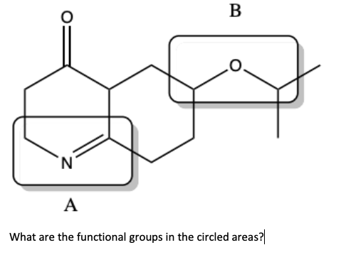 Solved B N A What are the functional groups in the circled | Chegg.com