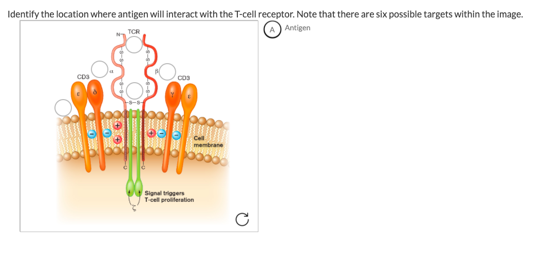 Solved Identify the location where antigen will interact | Chegg.com