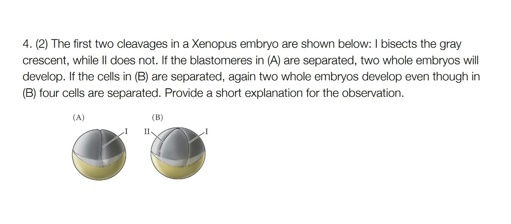 Solved 4. (2) The first two cleavages in a Xenopus embryo | Chegg.com