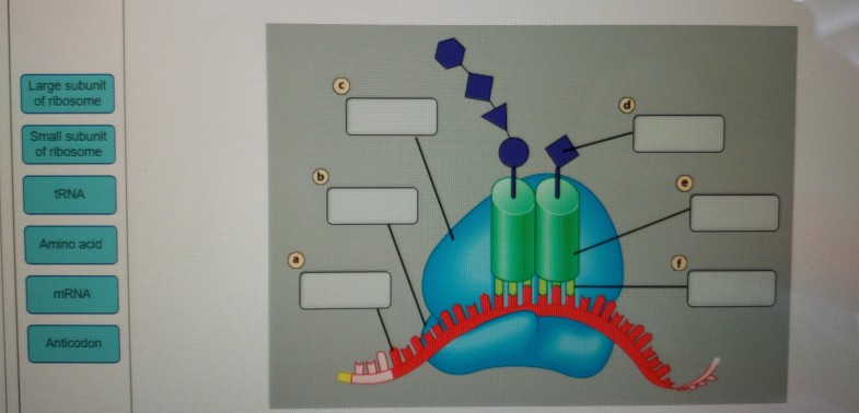 Solved Segments of the RNA that do code for the protein are | Chegg.com