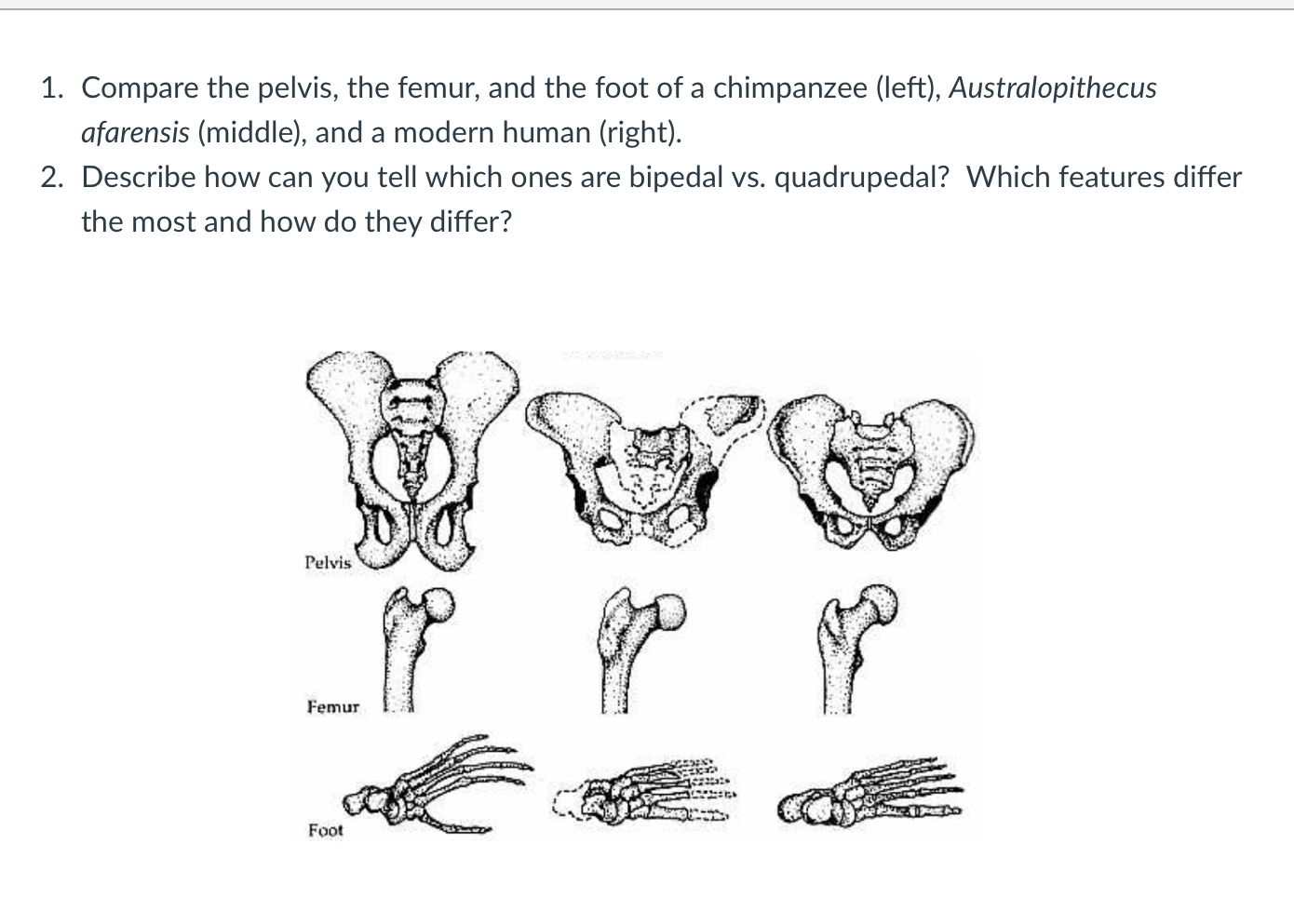 Solved 1. Compare the pelvis, the femur, and the foot of a | Chegg.com