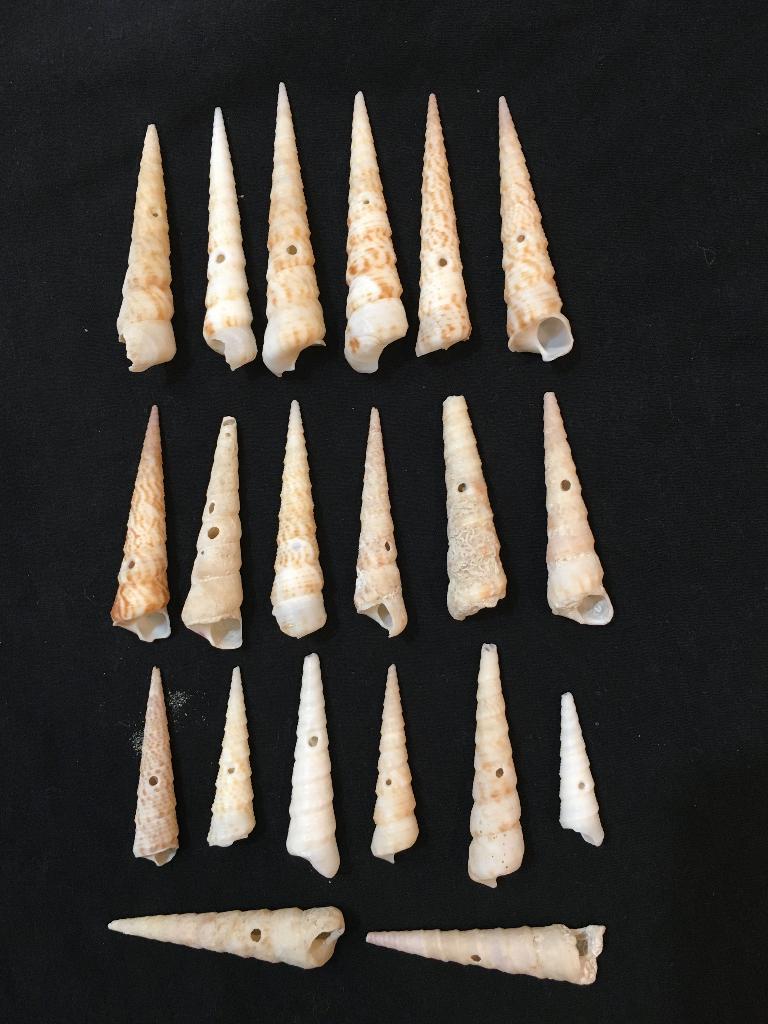 Solved Shell lab assignment: A snail shell, once empty of | Chegg.com