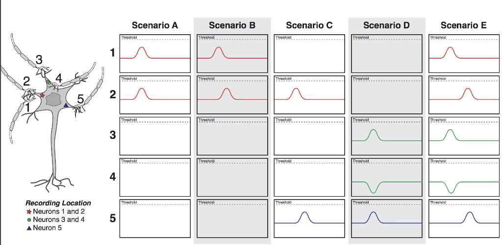 Solved (the image includes graphs depicting the postsynaptic | Chegg.com