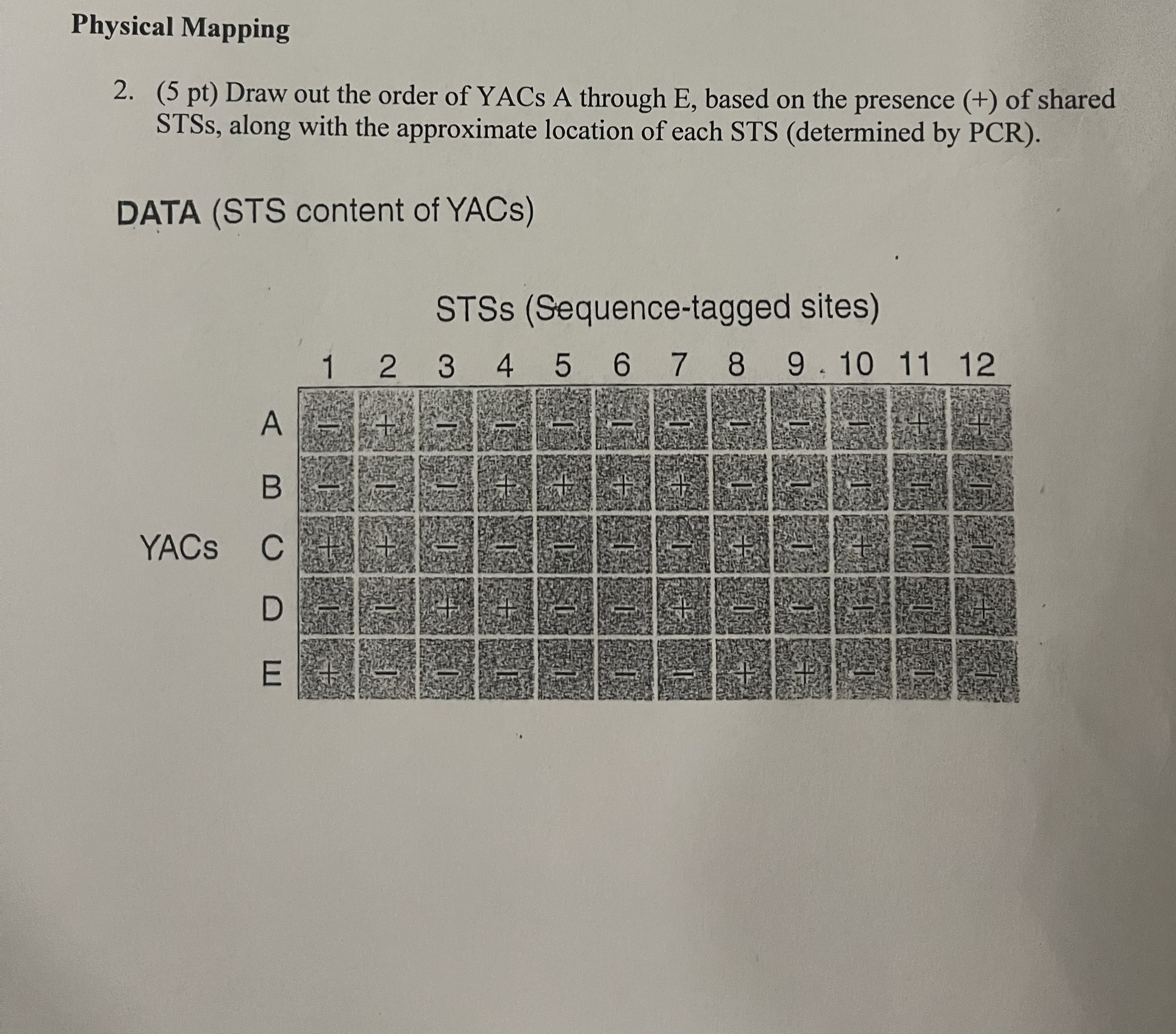 Solved 2. (5 pt) Draw out the order of YACs A through E, | Chegg.com