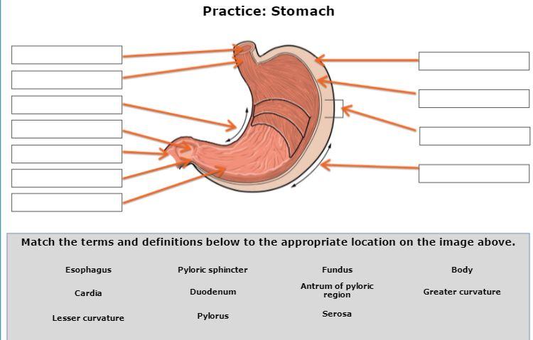 Pyloric Region