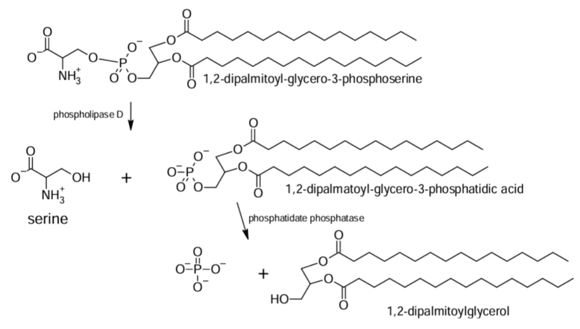 Solved Phosphatidylserine is hydrolyzed to phosphatidic acid | Chegg.com