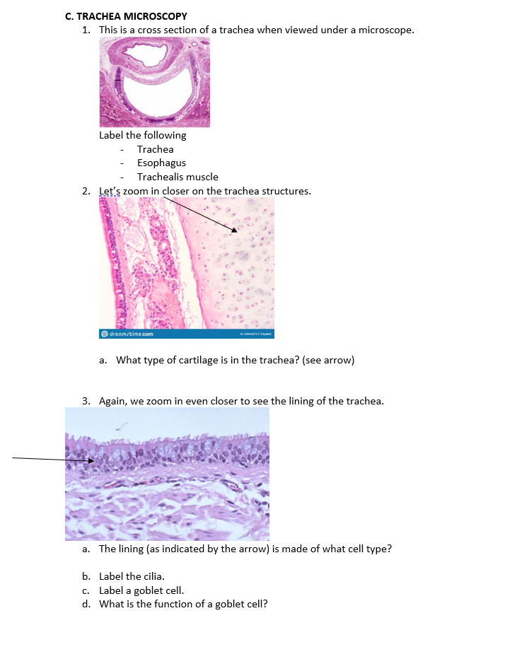 Esophagus And Trachea Cross Section