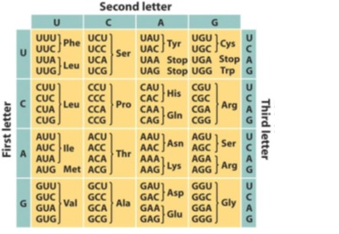 Solved Determine the sequence of amino acid in protein | Chegg.com