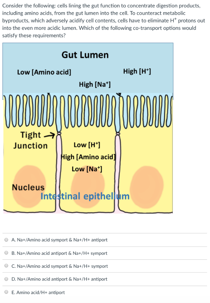 Solved Consider the following: cells lining the gut function | Chegg.com
