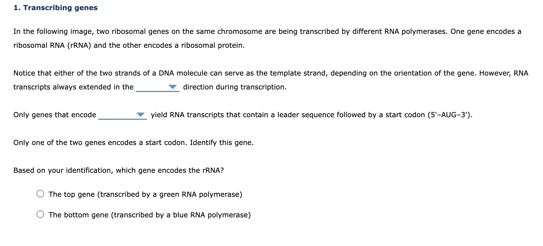 Solved In the following image, two ribosomal genes on the | Chegg.com