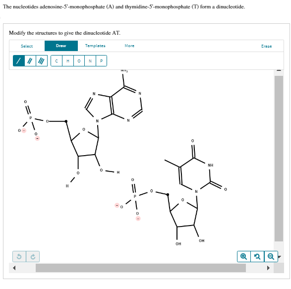 Solved The nucleotides adenosine-5'-monophosphate (A) and | Chegg.com