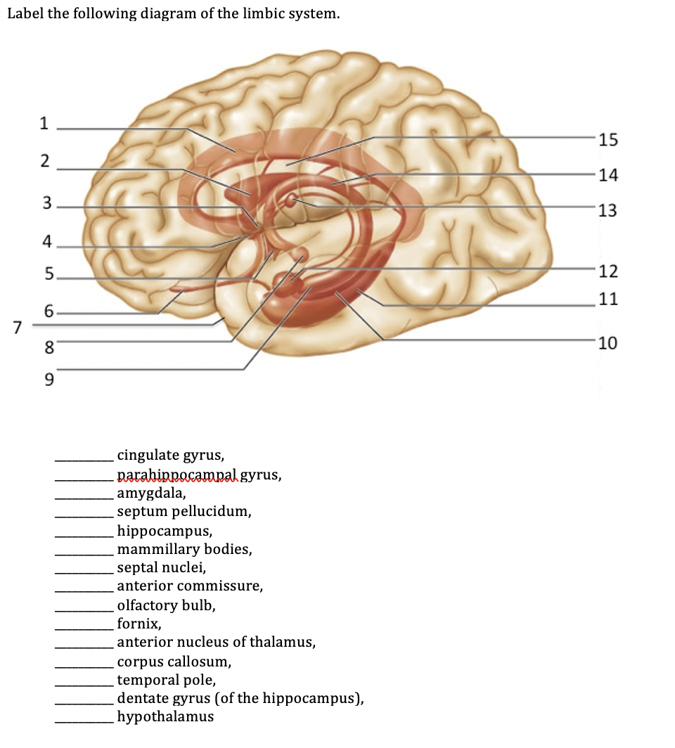 Solved Label the following diagram of the limbic system. 1 | Chegg.com