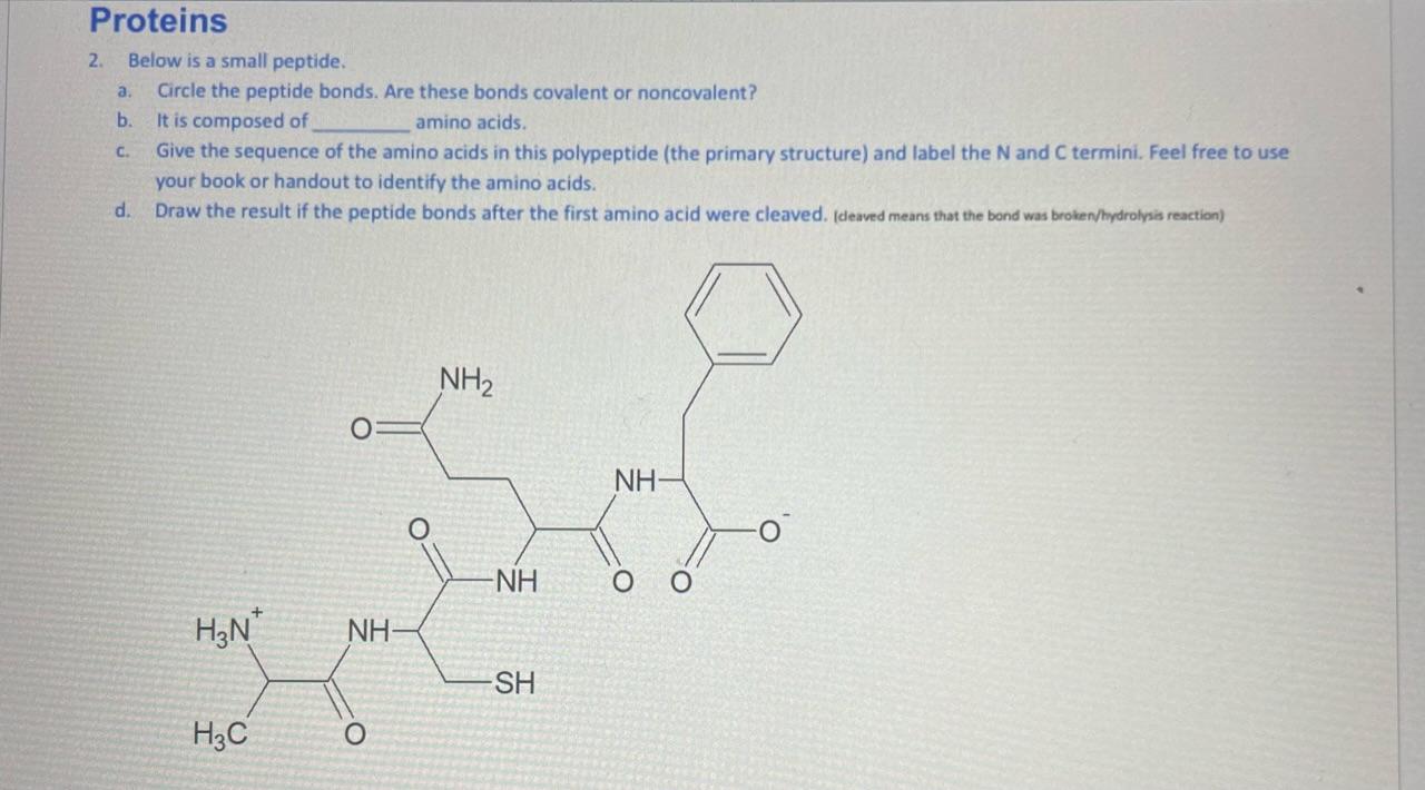 Solved 2. Below is a small peptide. a. Circle the peptide | Chegg.com