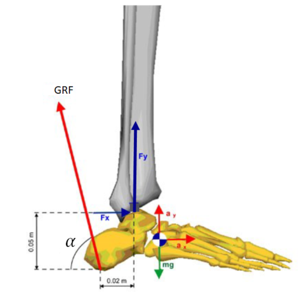 Solved During walking the foot moves into plantarflexion | Chegg.com