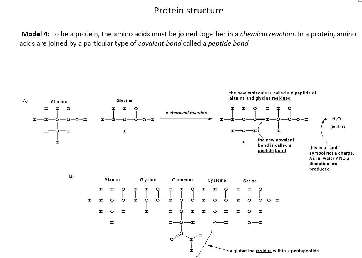 Solved a) In Figure 5.3A, to make a peptide bond, | Chegg.com