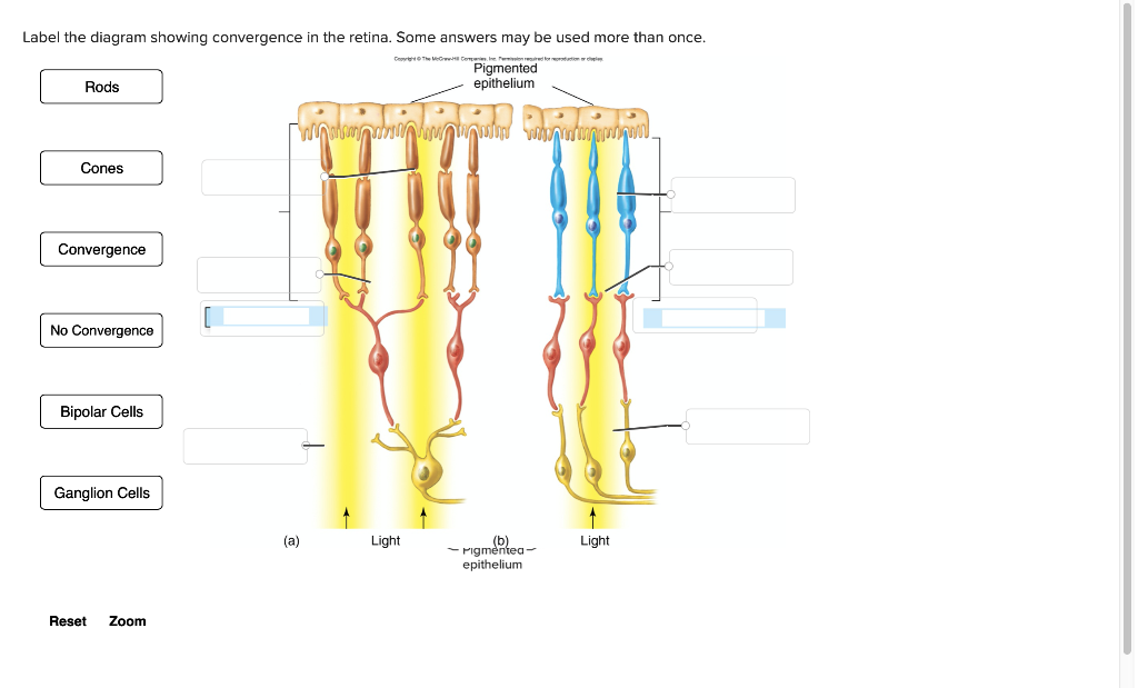Solved Label the diagram showing convergence in the retina. | Chegg.com