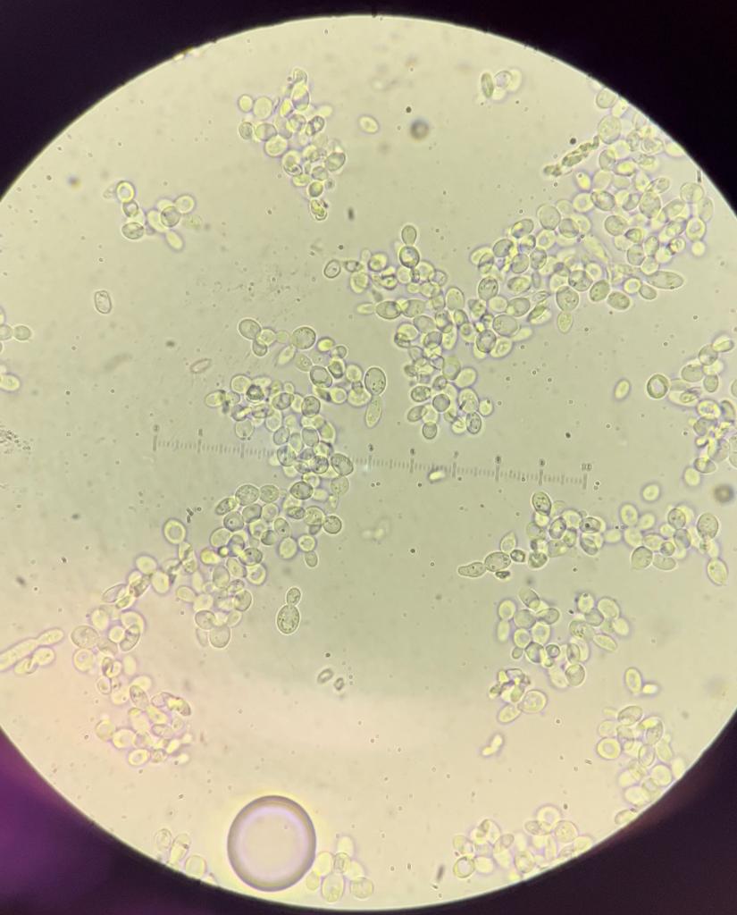 Solved Mark at least 50 cells and label whether the cell is | Chegg.com