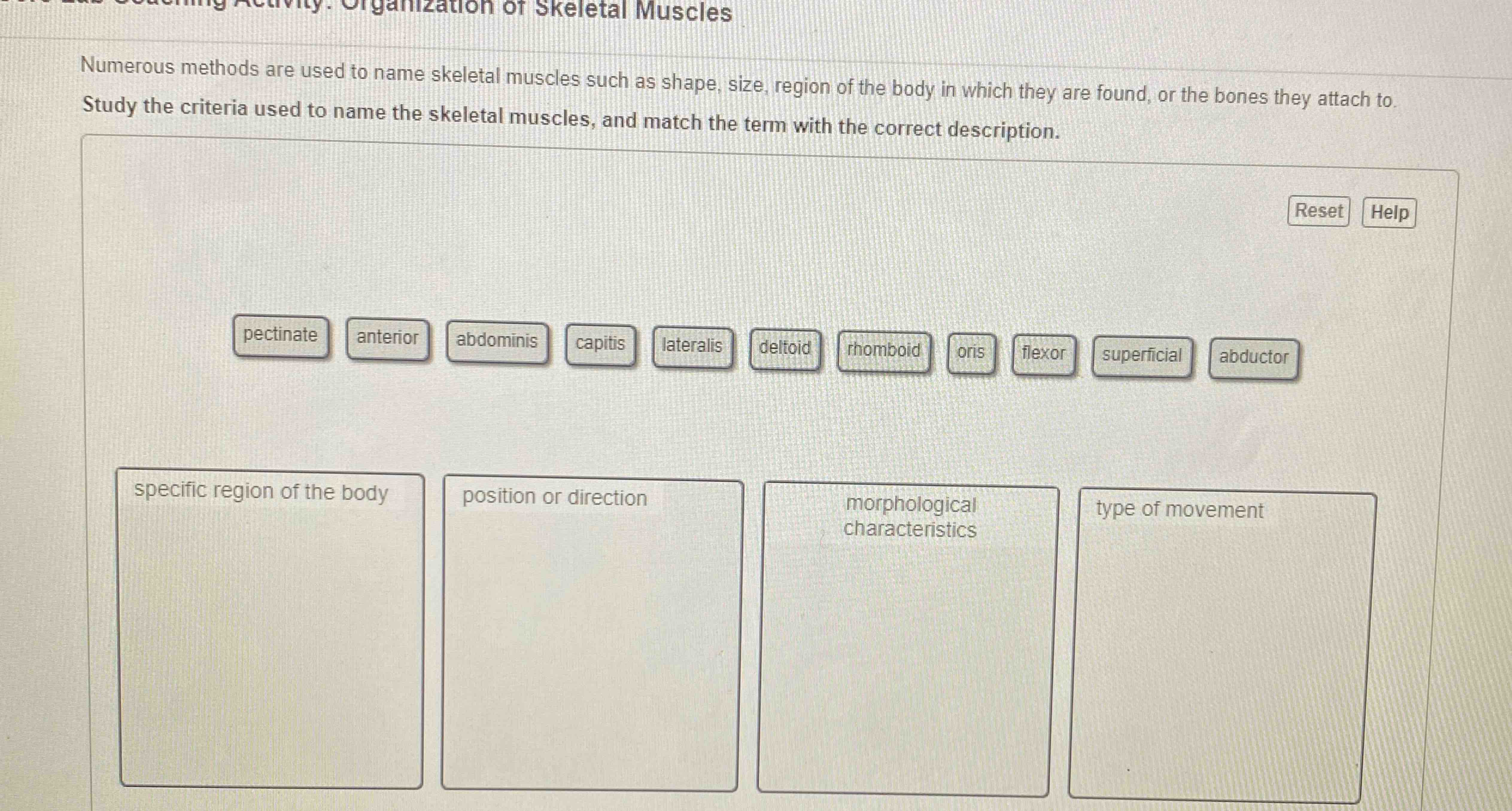 Solved Numerous methods are used to name skeletal muscles | Chegg.com
