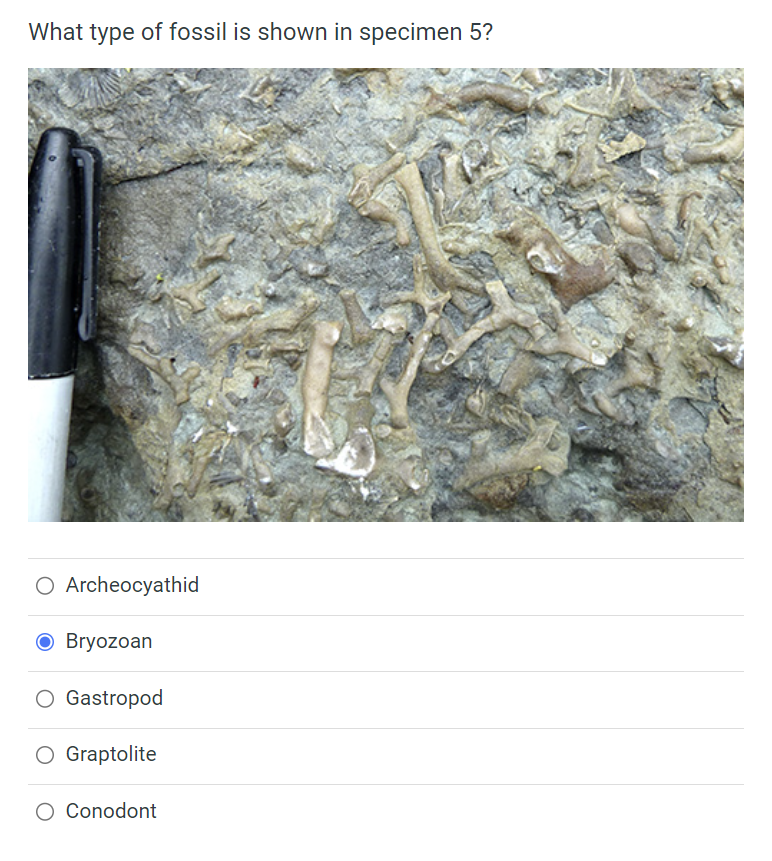 Solved What type of fossil is shown in specimen 11 ? | Chegg.com