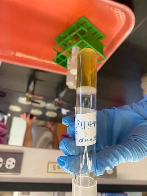 Solved Steps: Label five BT Sure™ test vials as 1, 2, 3, 4 | Chegg.com