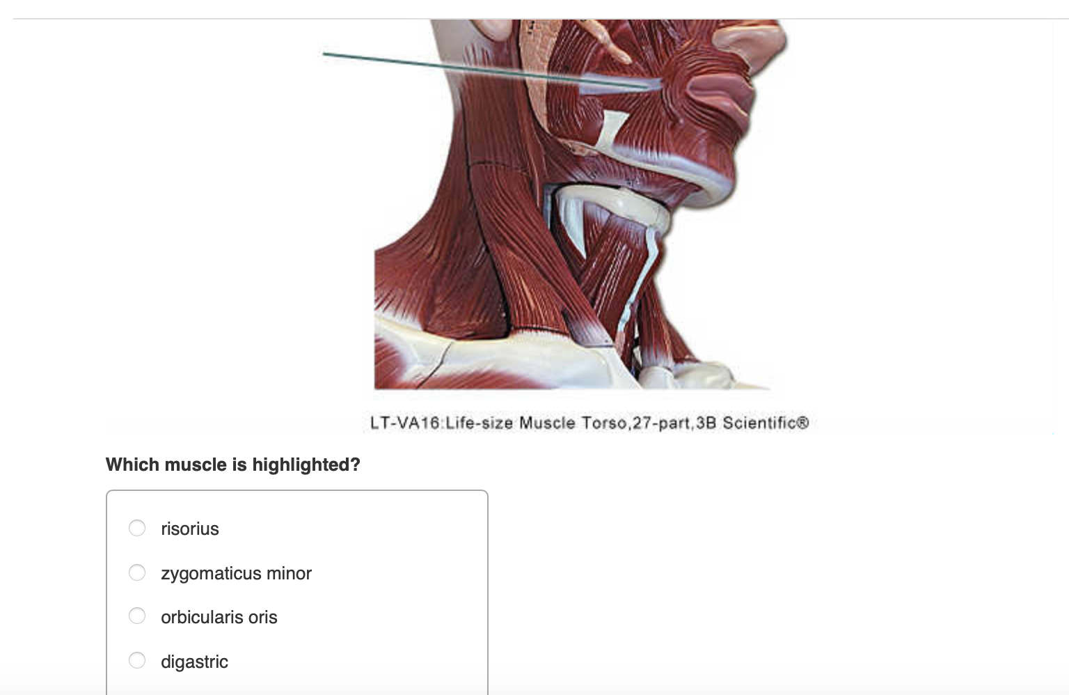 Solved LT-VA16:Life-size Muscle Torso,27-part,3B Scientific | Chegg.com