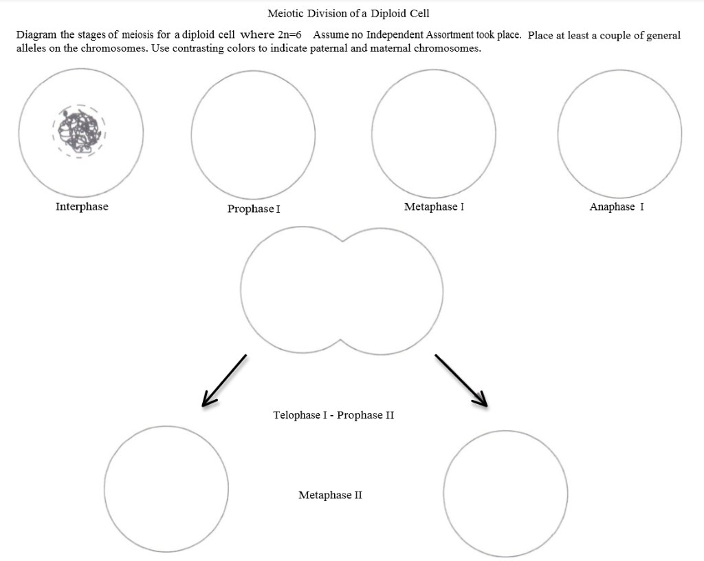 Interphase Diagram Mitosis / The Cell Cycle Interphase Mitosis A Level ...