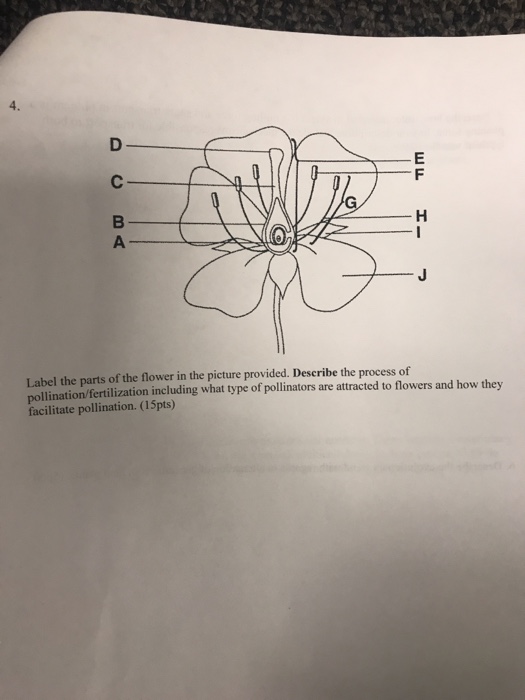 Solved 4. Label the parts of the flower in the picture | Chegg.com