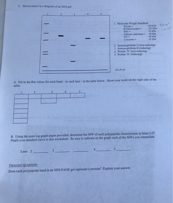 Solved 1 You have been given a protein sample with an | Chegg.com