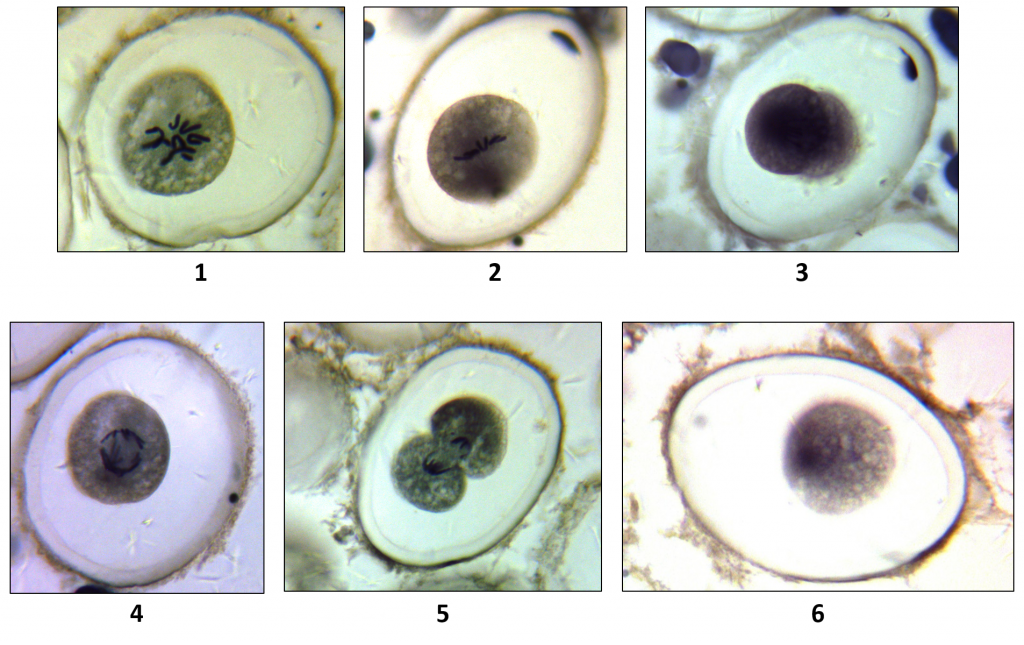 Solved Exercise 2 Observing Mitosis in Cells | Chegg.com