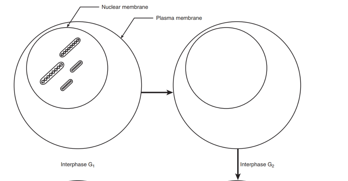 Solved Lab Drawings: Plant and Animal Cell Mitosis The rest | Chegg.com