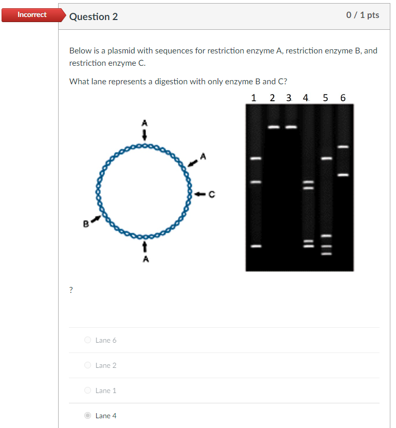 Solved Below is a plasmid with sequences for restriction | Chegg.com