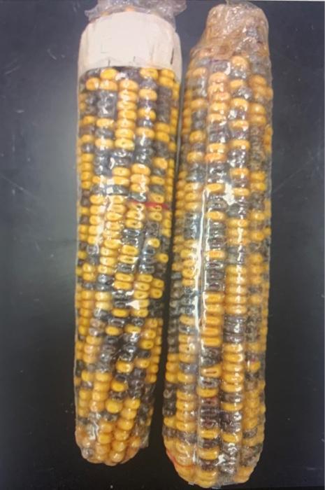 Solved Count 100 kernels on each of the different types of | Chegg.com