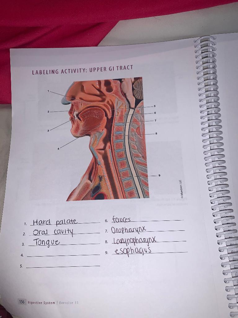 Solved LABELING ACTIVITY: UPPER GI TRACT W 7. Hard palate | Chegg.com