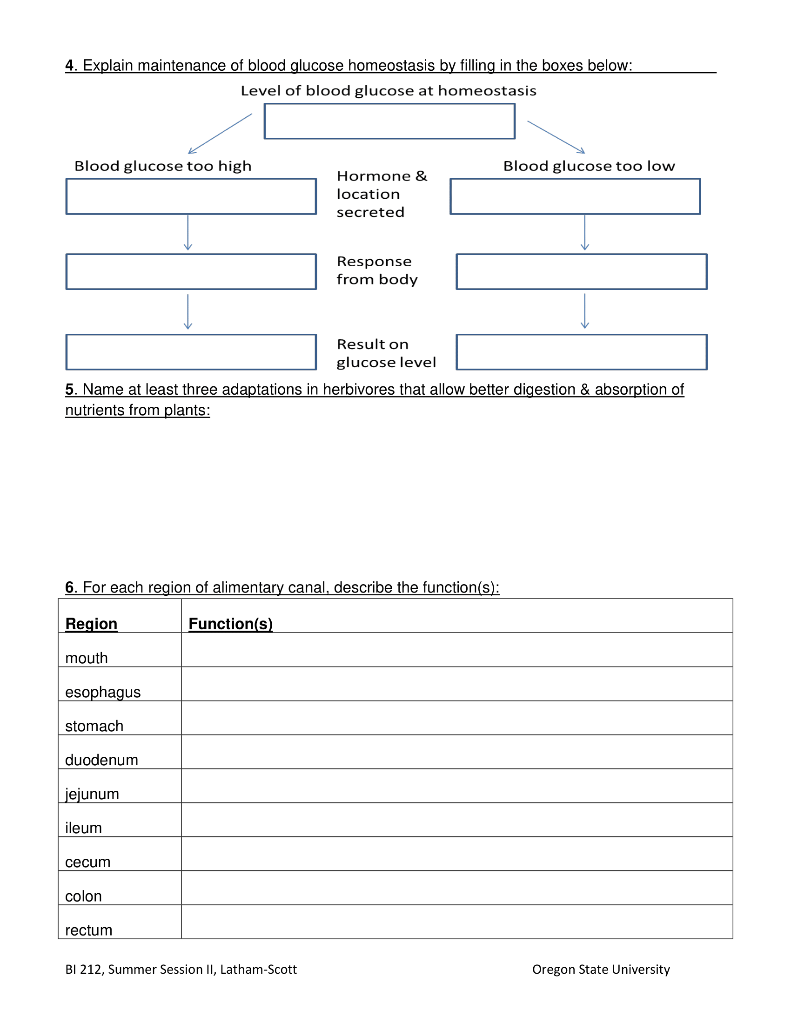 Solved 4. Explain maintenance of blood glucose homeostasis | Chegg.com