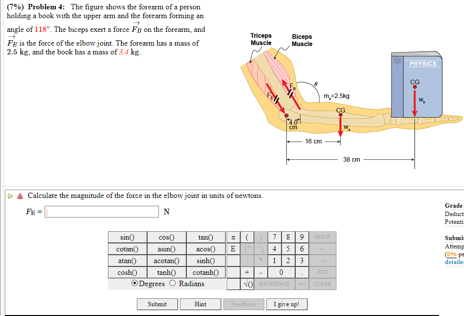 Solved (7%) Problem 4: The figure shows the forearm of a | Chegg.com