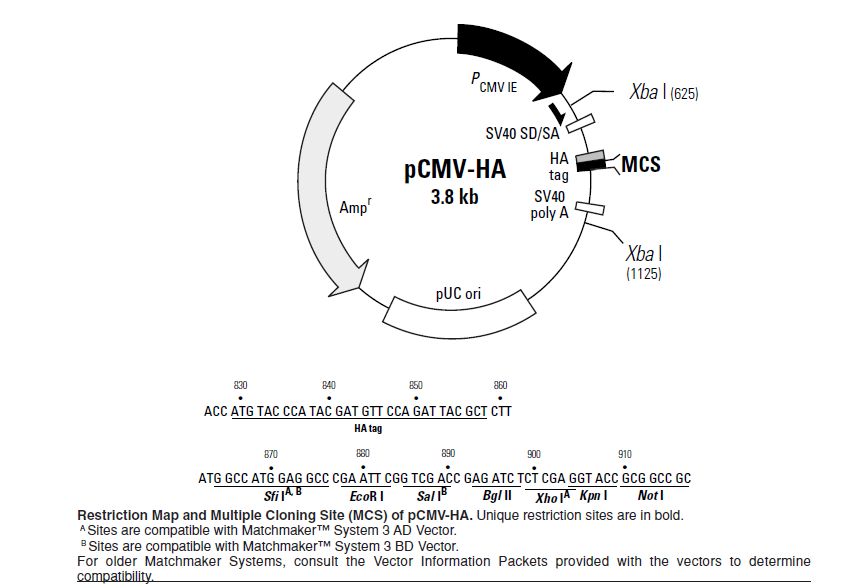 Solved You want to generate a PCR product from the following | Chegg.com