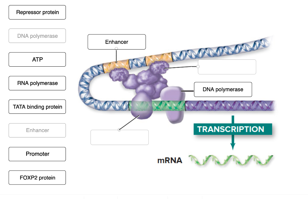 Solved Repressor protein DNA polymerase Enhancer ATP RNA | Chegg.com