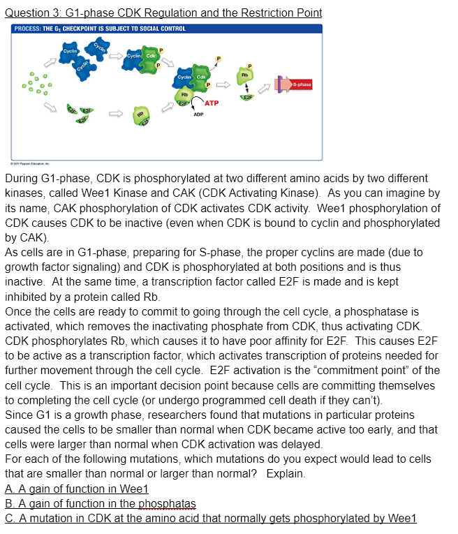 Solved Question 3: G1-phase CDK Regulation and the | Chegg.com