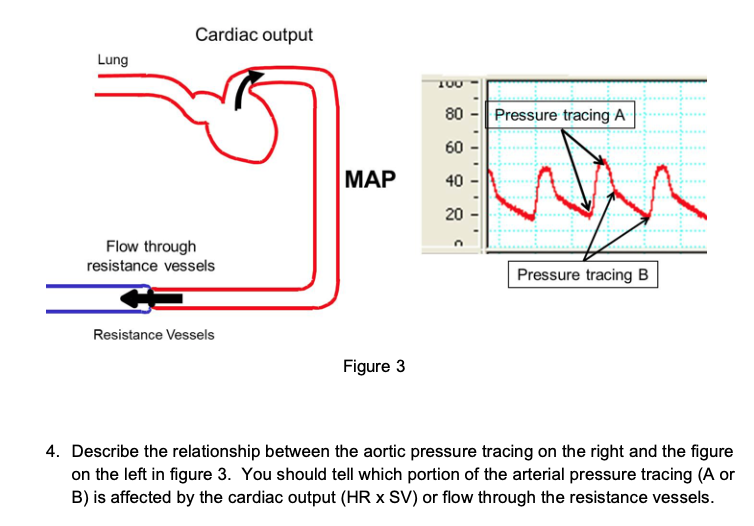 Solved Cardiac output Lung Pressure tracing A MAP Flow | Chegg.com