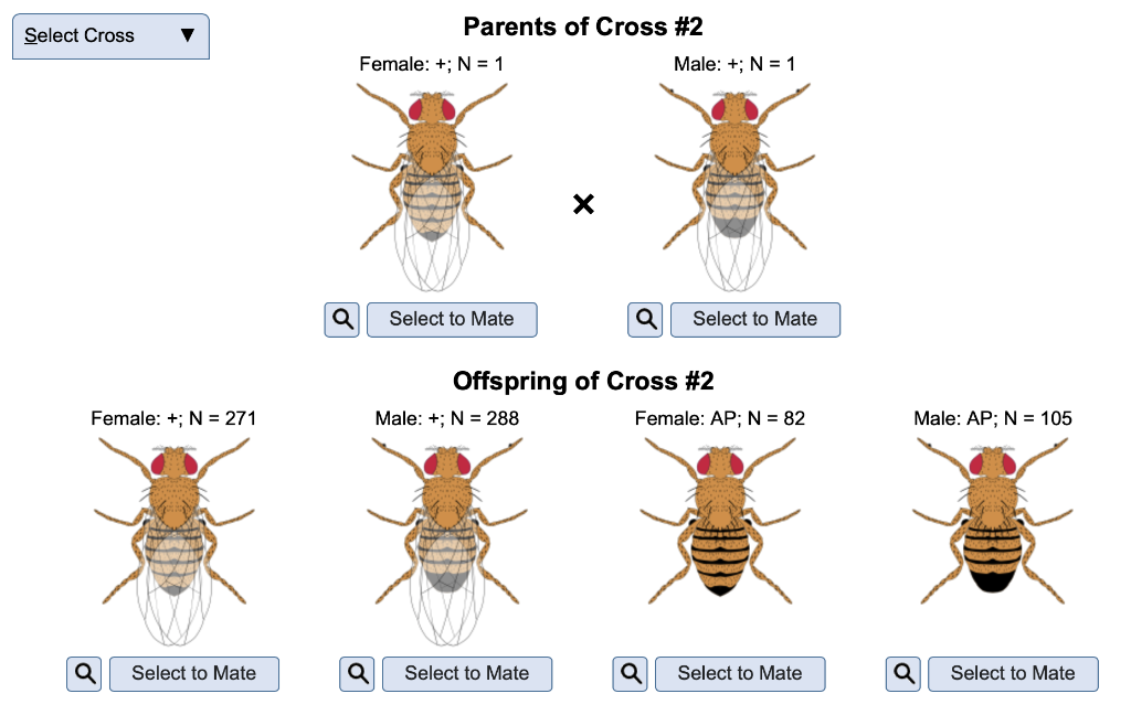 Solved Enter results for F2 offspring of a dihybrid cross in | Chegg.com