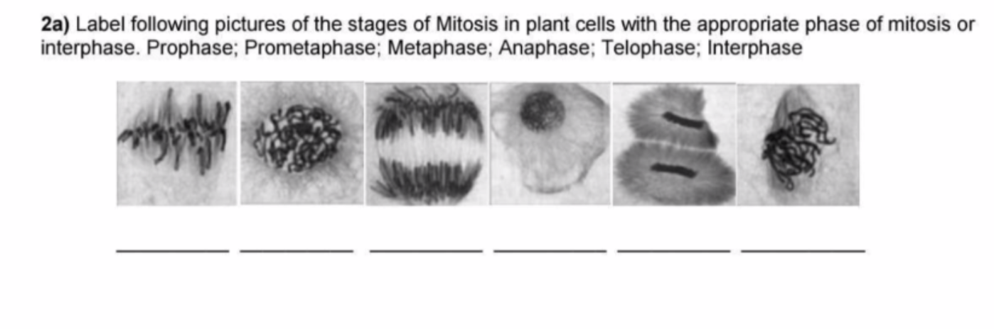 Phases De Mitose Au Microscope Entenda A Mitose: Divisão Celular Em