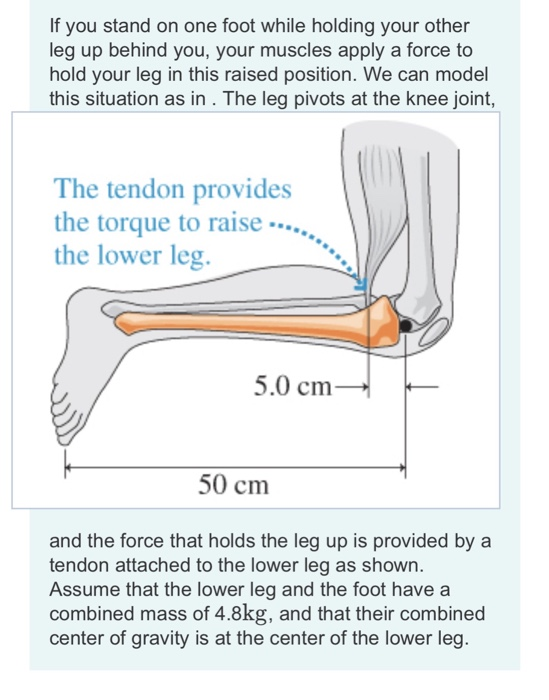 Solved If you stand on one foot while holding your other leg | Chegg.com