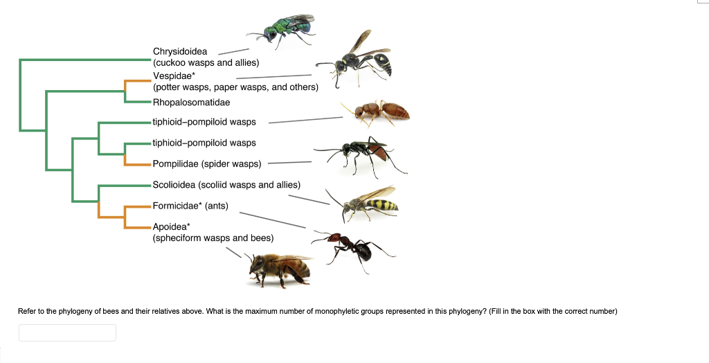 Solved Chrysidoidea (cuckoo wasps and allies) Vespidae* | Chegg.com