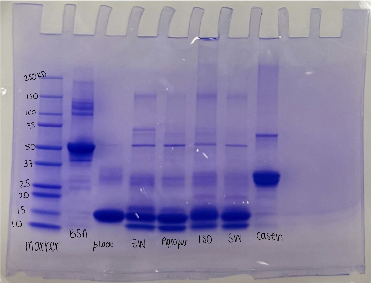 Solved Do you observe the protein composition differences | Chegg.com