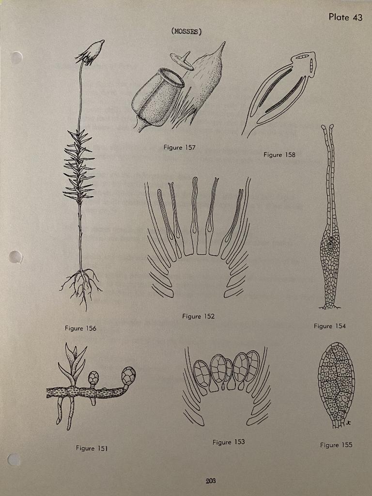 Solved 13. Label the different parts of the moss structure | Chegg.com
